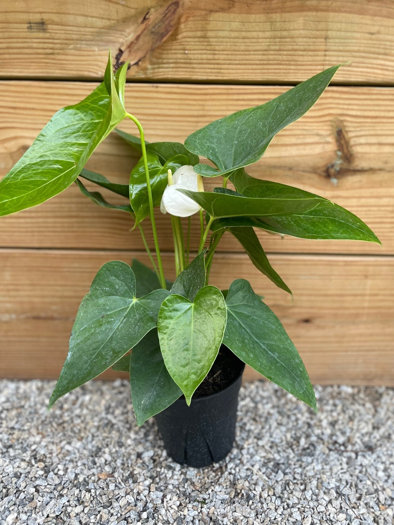 Anthurium White Painted Tongue
