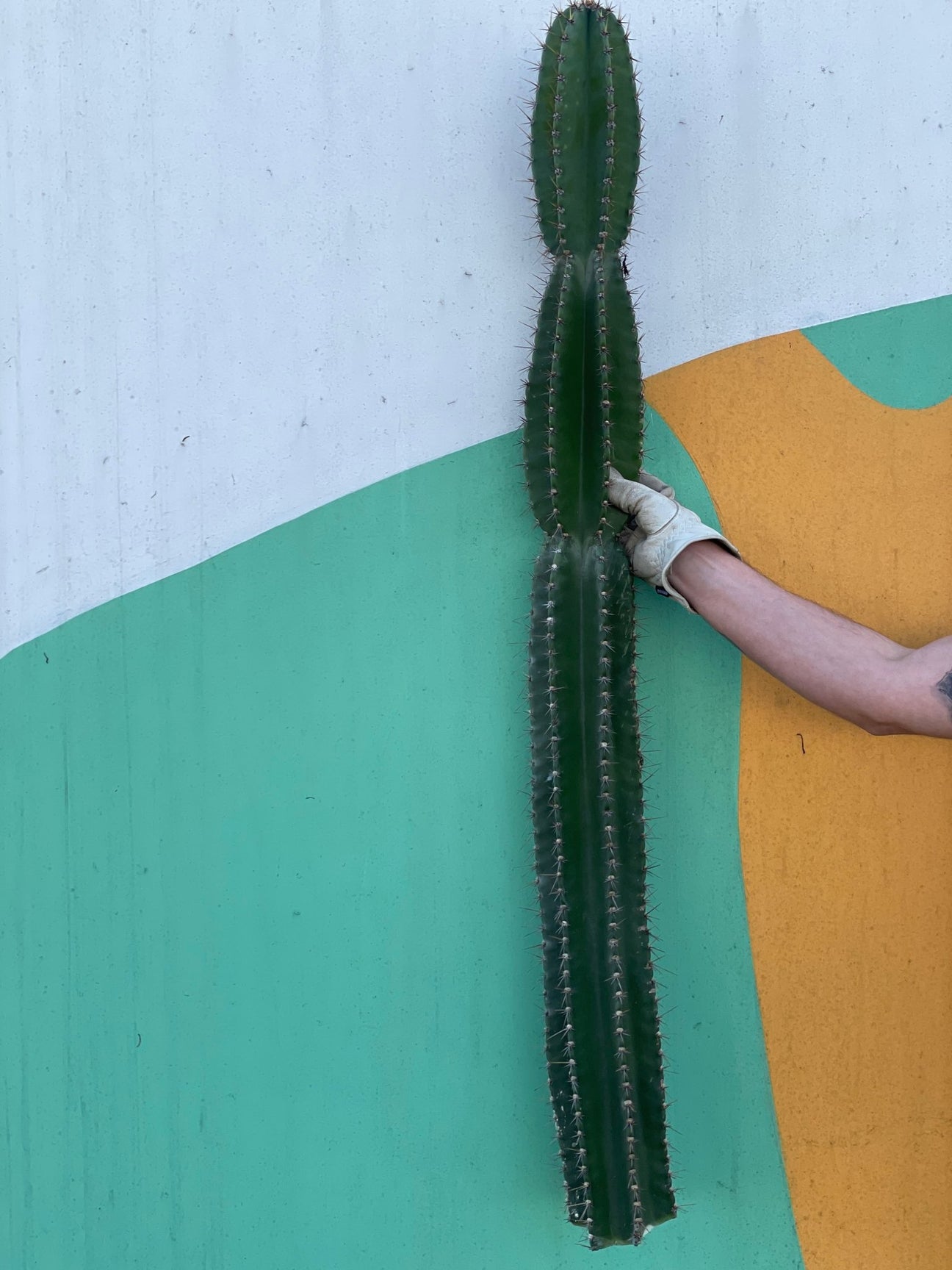 Madagascar Palm: What is it and How to Care for it? – Varnish + Vine