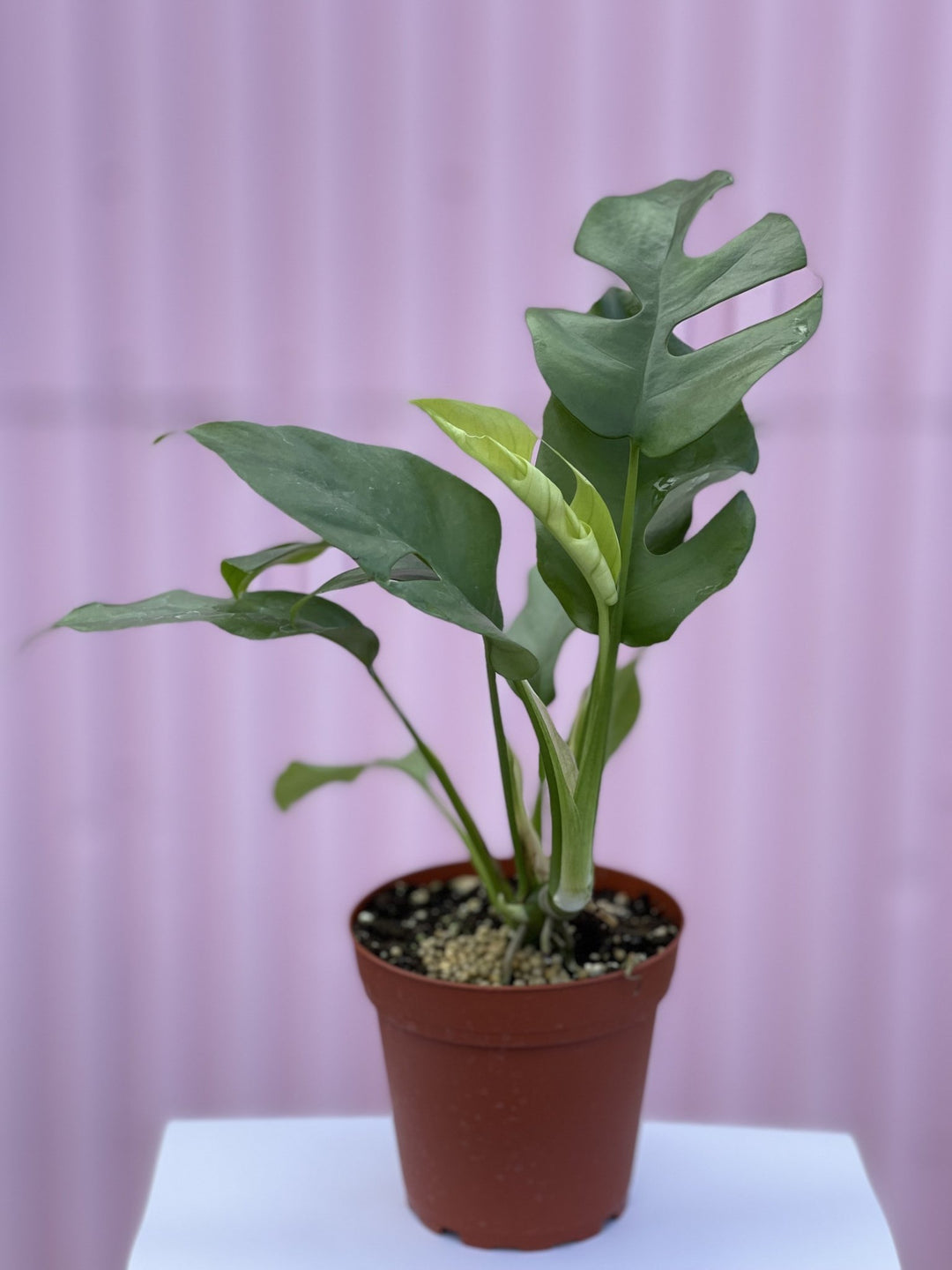 Mini Monstera - tropical - Varnish + Vine