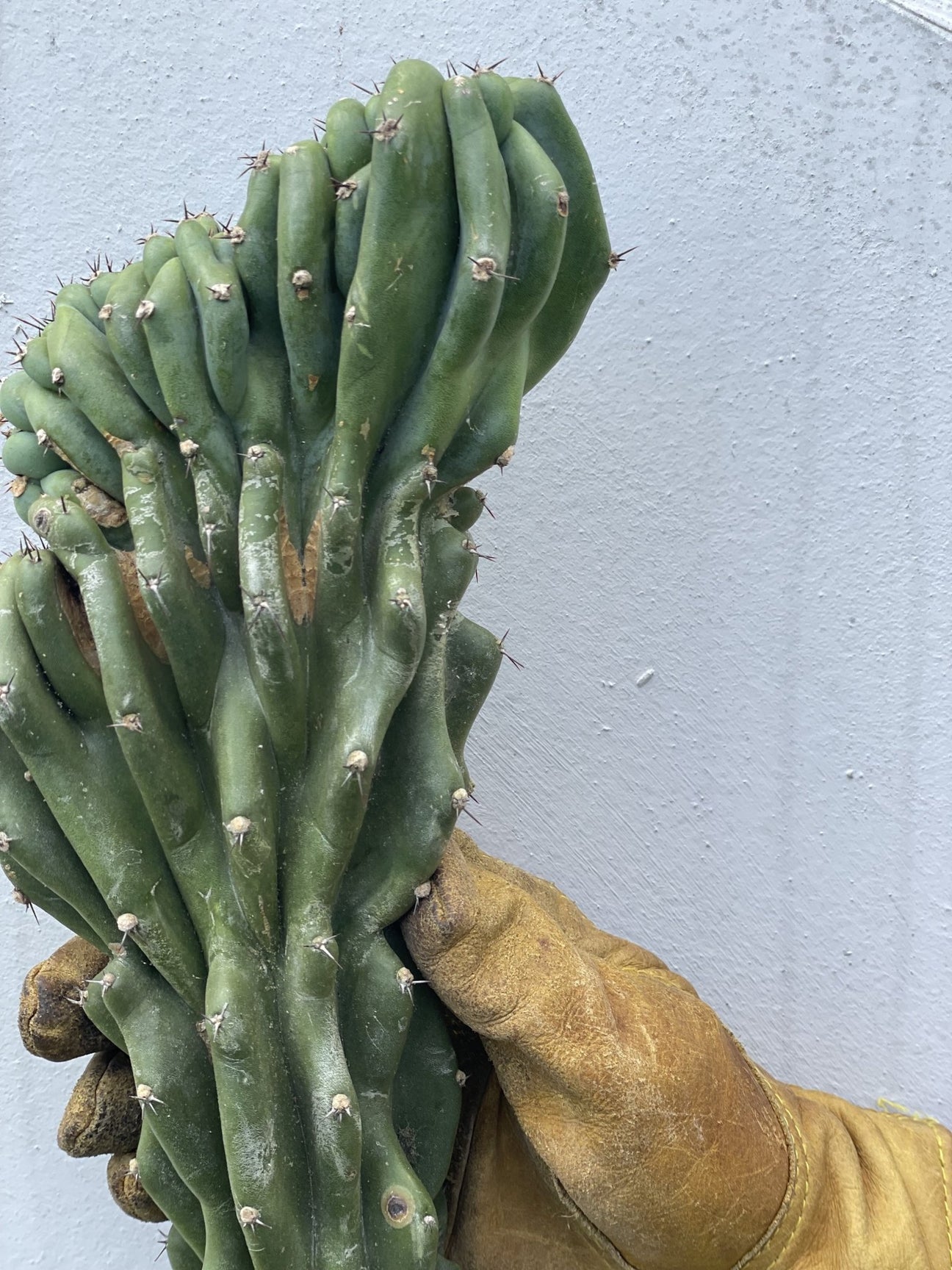Large Peruvian Apple Cactus Cutting - cactus - Varnish + Vine
