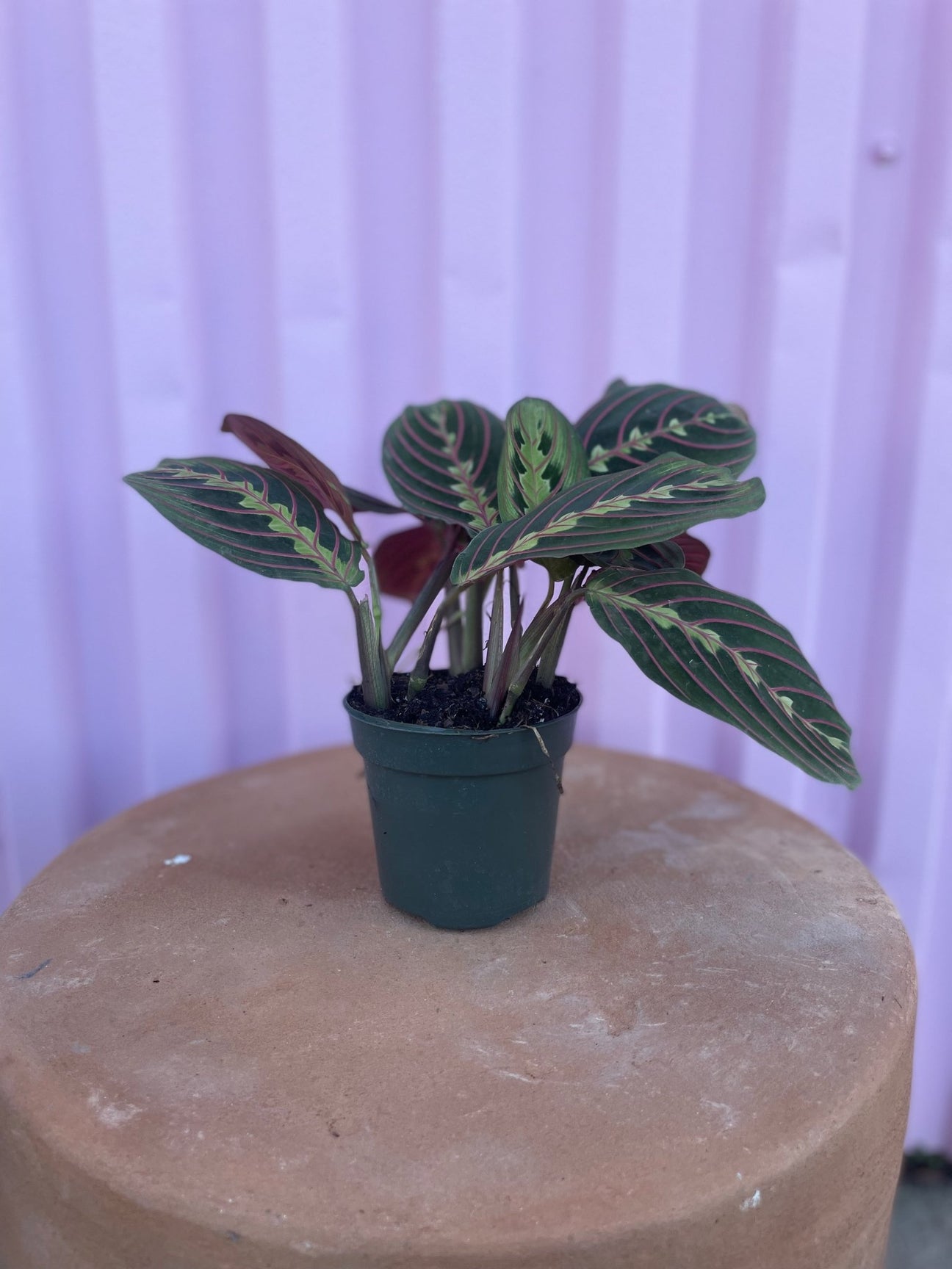 Red Maranta - tropical - Varnish + Vine