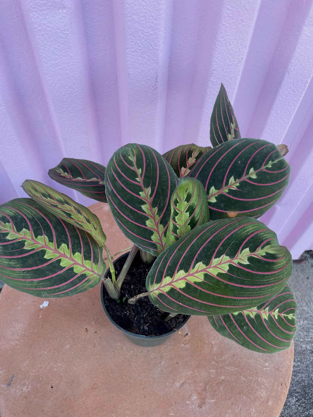 Red Maranta - tropical - Varnish + Vine
