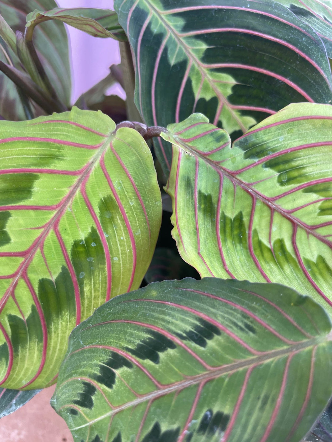 Red Maranta - tropical - Varnish + Vine
