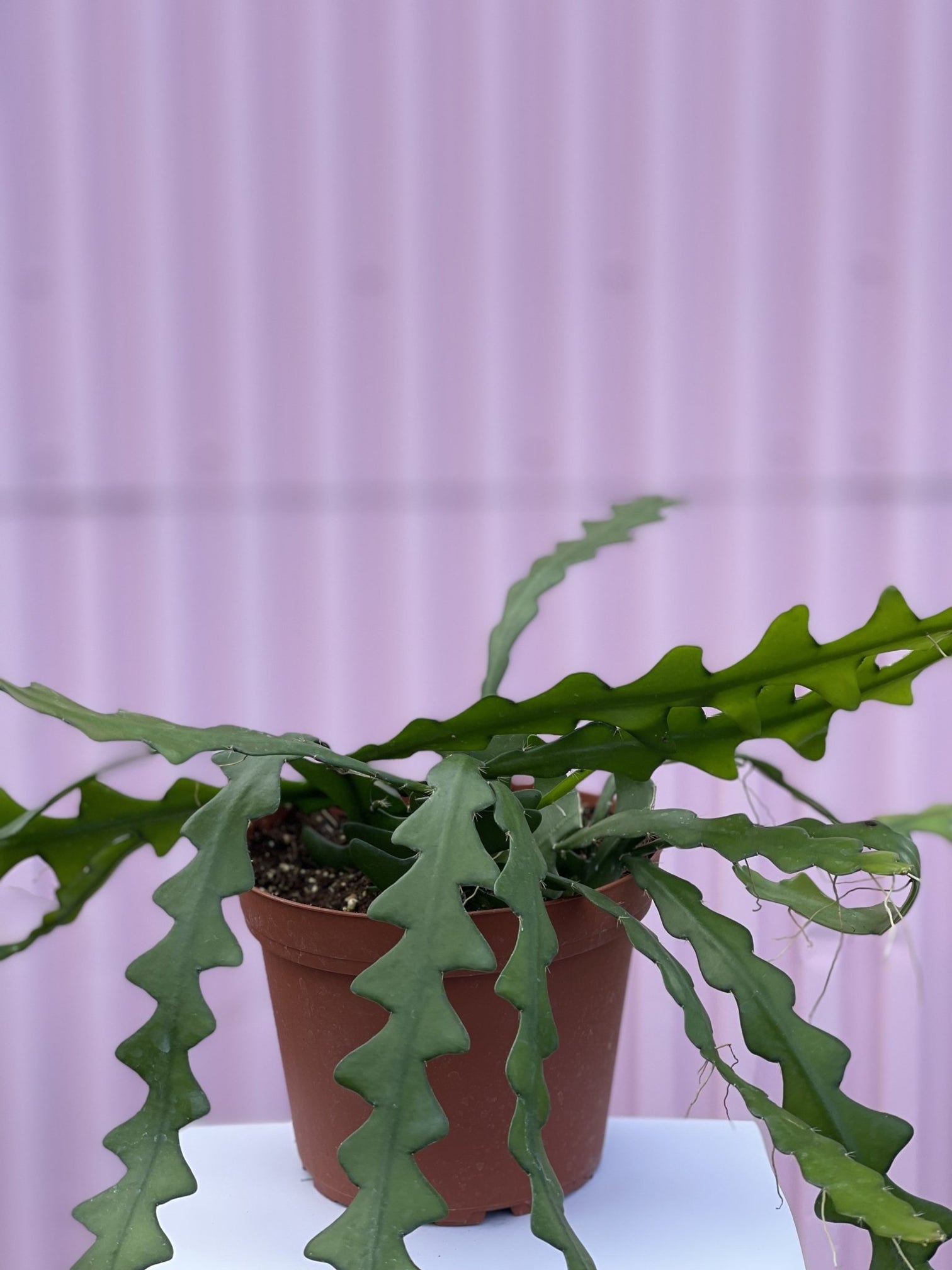 Ric Rac Cactus - cactus - Varnish + Vine