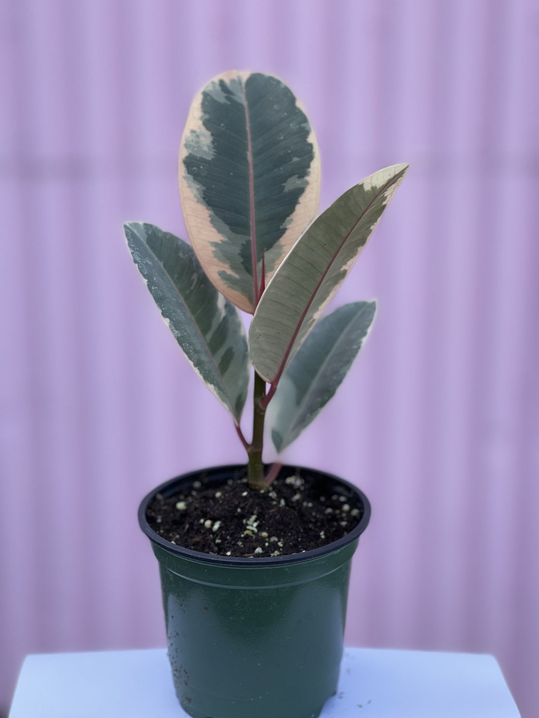 Ruby Rubber Tree - tropical - Varnish + Vine