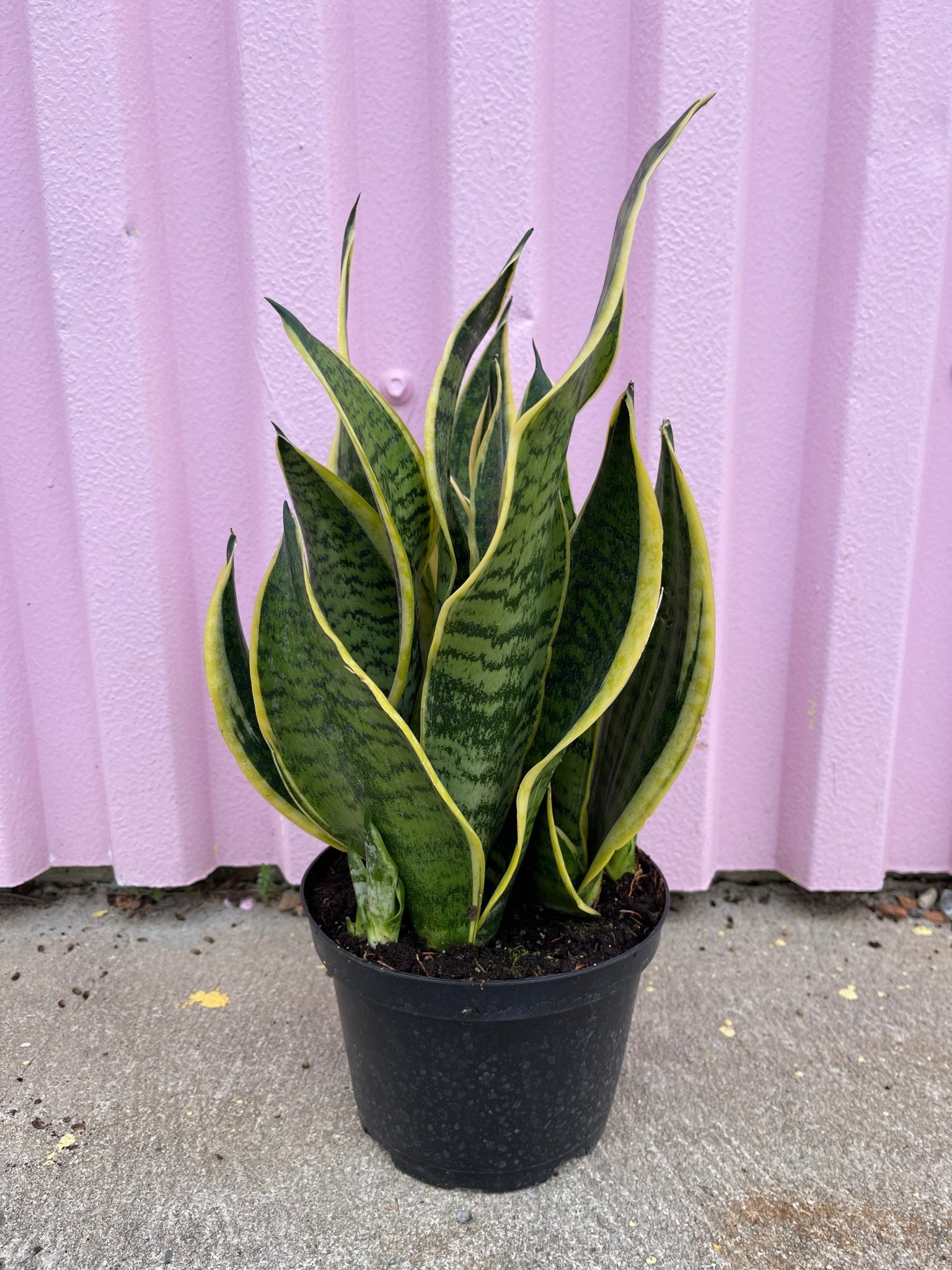 Snake Plant - tropical - Varnish + Vine